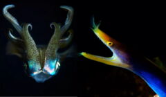 Découvrez le Macropinna, un étrange poisson des abysses à la tête ...