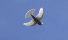 Robots - Androïdes, vallée de l'étrange, machines ultra-précises ...