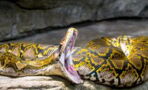 Etats-Unis : Il vivait avec 20 pythons chez lui (Photos)