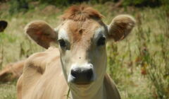 Vache Holstein : pourquoi est-elle la vache préférée des éleveurs