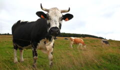 Vache Holstein : pourquoi est-elle la vache préférée des éleveurs