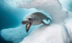 Les 10 créatures abyssales les plus étranges