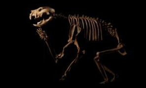 Le hibou géant, invisible depuis 150 ans, a été observé à l'état sauvage