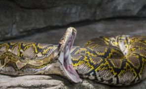 Quand un python géant régurgite un énorme varan en Thaïlande