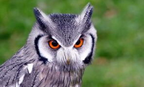 Le hibou géant, invisible depuis 150 ans, a été observé à l'état sauvage