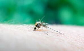 Quelle est la durée de vie d'un moustique