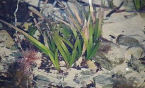 Record : voici le plus grand caca humain de l'histoire