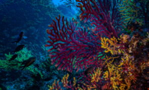 "La limace des mers", un poisson des abysses filmé pour la première ...