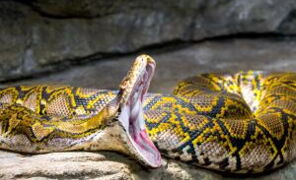 Etats-Unis : Il vivait avec 20 pythons chez lui (Photos)