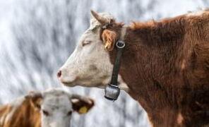 Vache Holstein : pourquoi est-elle la vache préférée des éleveurs