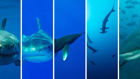 Requin citron : taille, alimentation, habitat… tout savoir sur ce ...