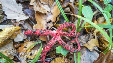 Le "cœur de sorcière", ce mystérieux champignon rouge auréolé de ...