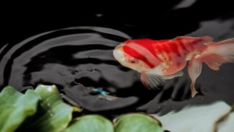 Pourquoi le poisson pue et comment faire partir l'odeur