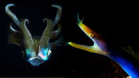 Les 10 créatures abyssales les plus étranges