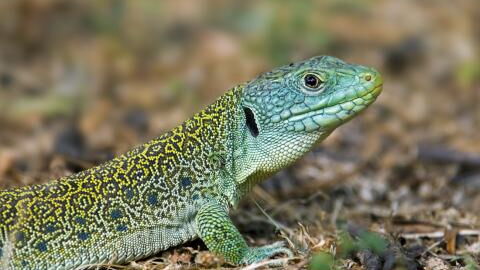 Un étonnant lézard à trois queues retrouvé au Kosovo