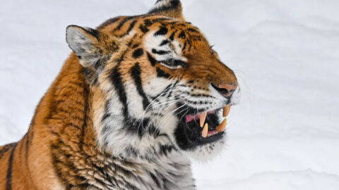 Le Tigre blanc, cette espèce de félin mutant que l’on ne trouve pas ...