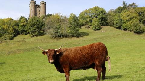 Vache Jersiaise : 5 choses à savoir sur ce bovin originaire de l’île de ...