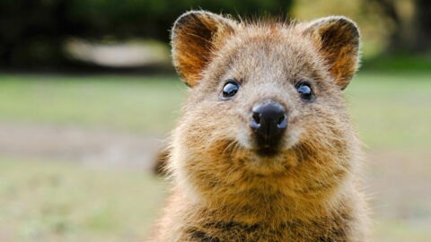 Ces 18 animaux méconnus à l'aspect étonnant pourraient disparaître ...