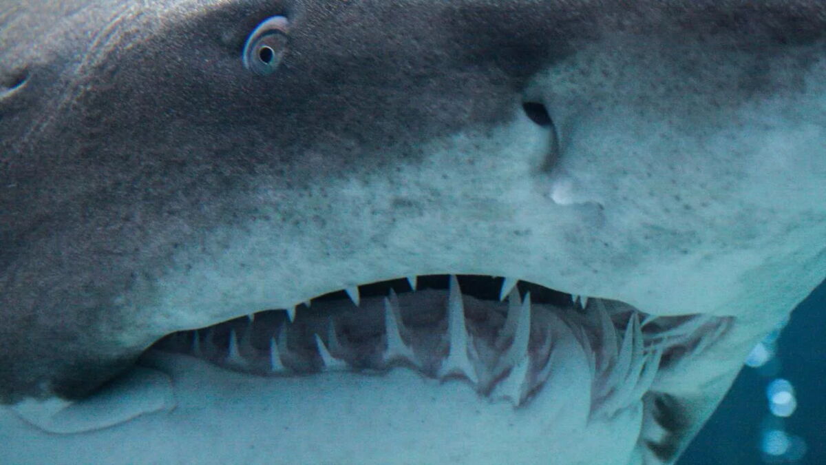 Etats-Unis : Des archéologues découvrent une tête de requin géant ...