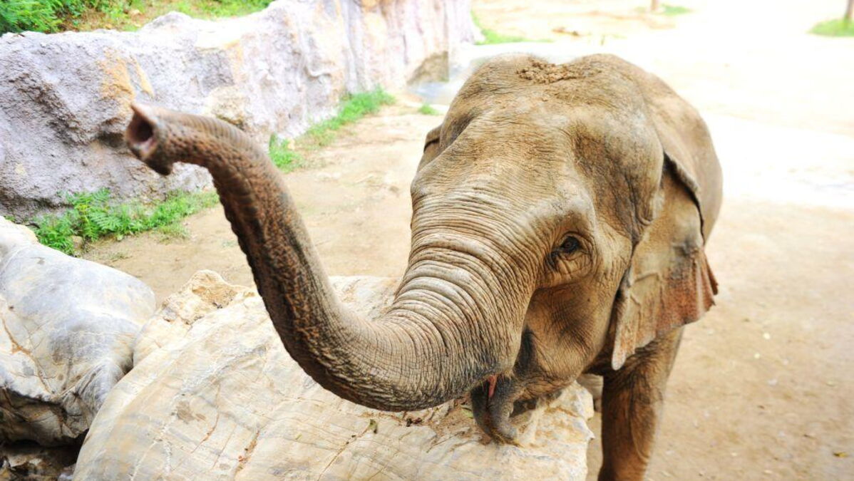 Pologne : le zoo de Varsovie va donner du cannabis aux éléphants contre ...