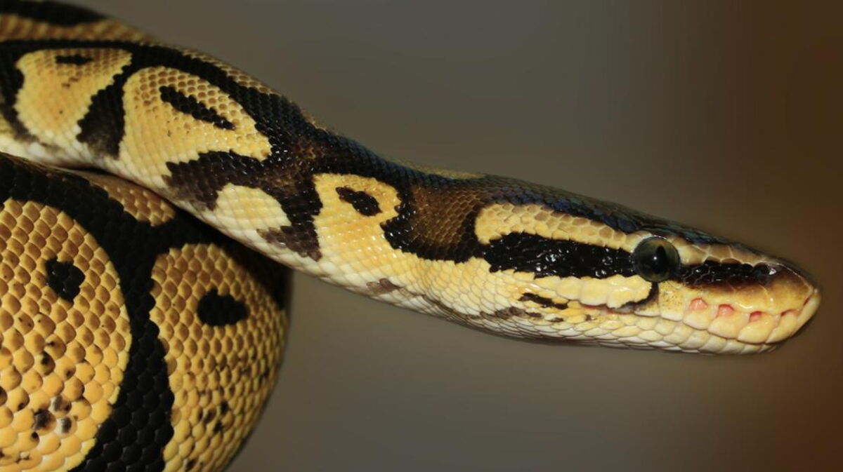 Insolite : un énorme python tombe du plafond d’une banque en pleine réunion