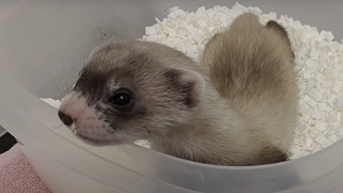 États-Unis : Un putois en voie d’extinction cloné pour la première fois ...