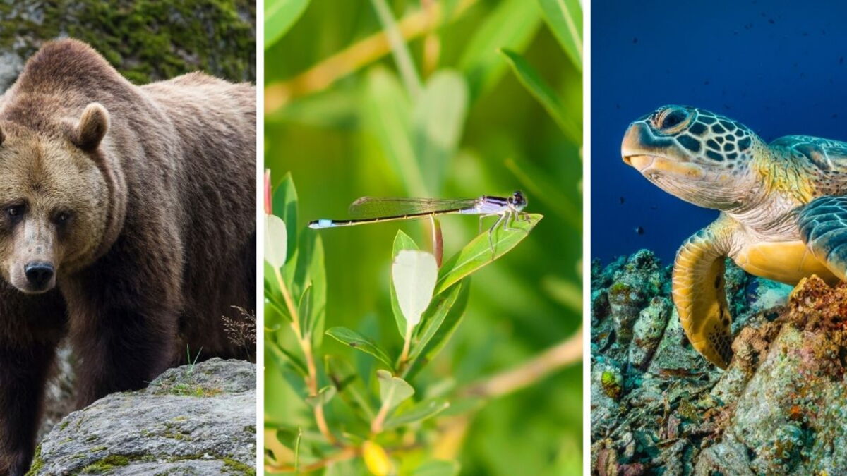 Uicn : news, photos, vidéos