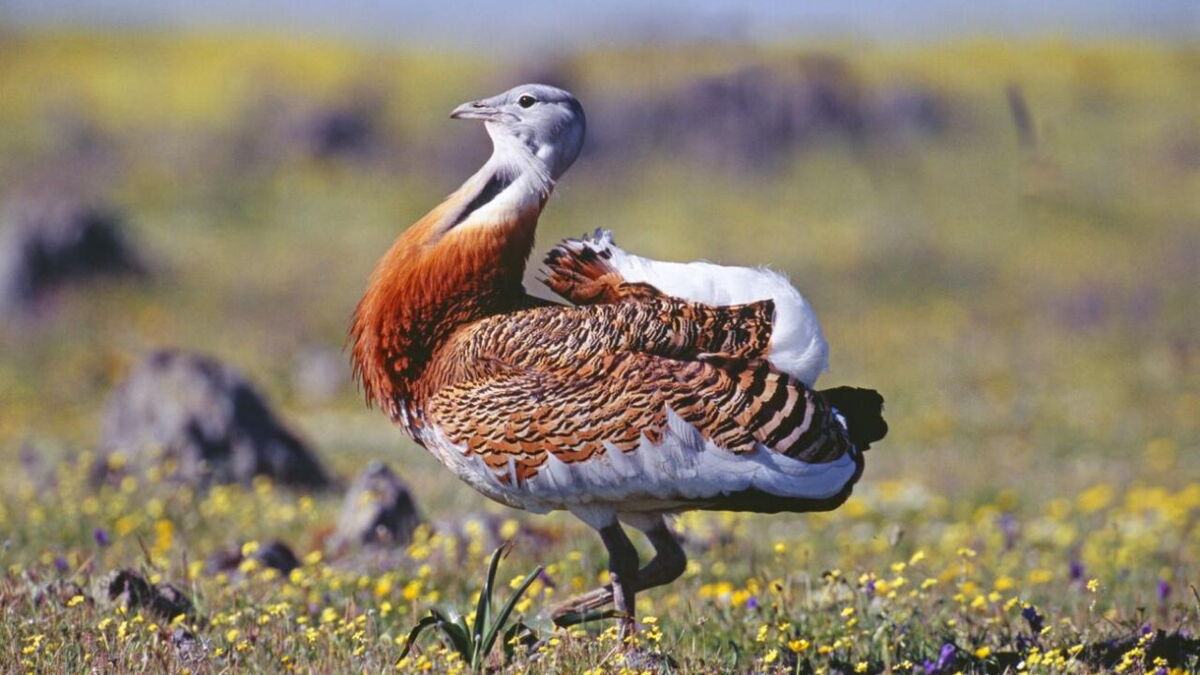 Animaux : dans le Cotentin, ils tombent sur un oiseau qui n'existe plus ...