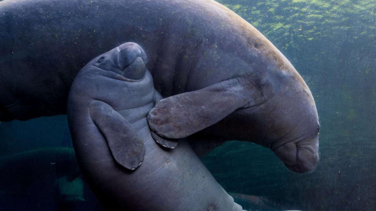 Lamantin : news, photos, vidéos