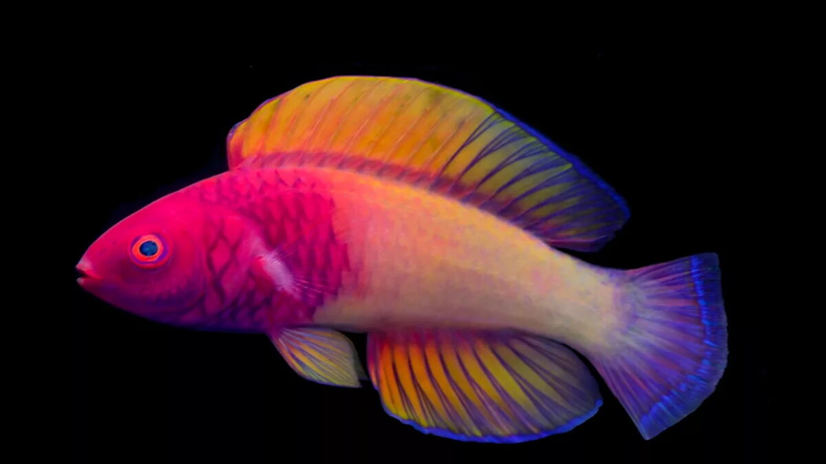 Découverte d'une nouvelle espèce fabuleuse de poisson arc-en-ciel