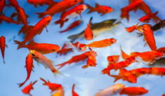 Le monstre du Loch Ness : Écosse, lac, ce qu'il faut savoir sur la légende