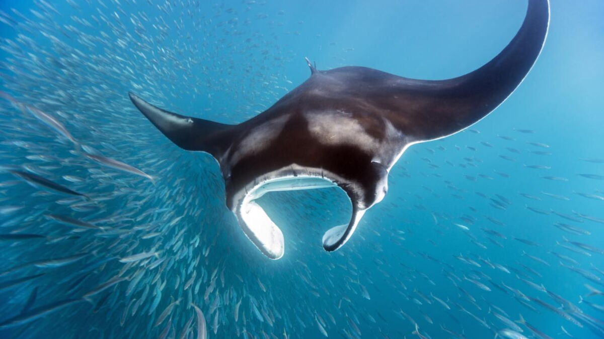 Raie : news, photos, vidéos