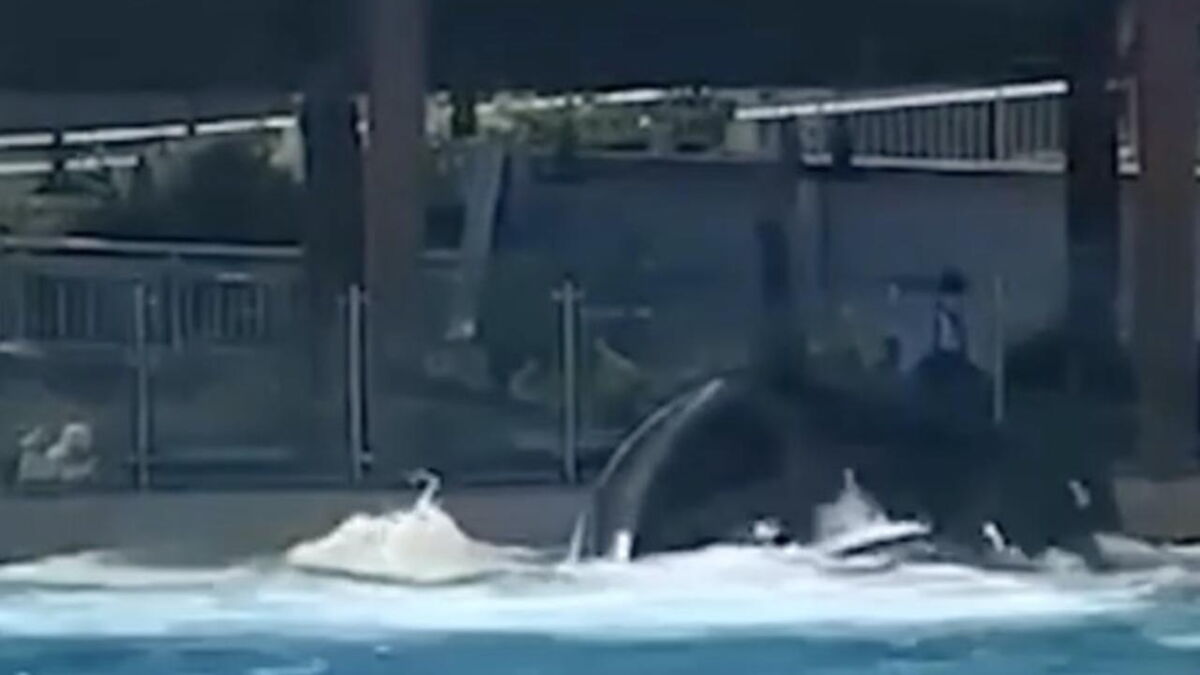 La PETA réagit après la diffusion d’une attaque entre orques dans un parc