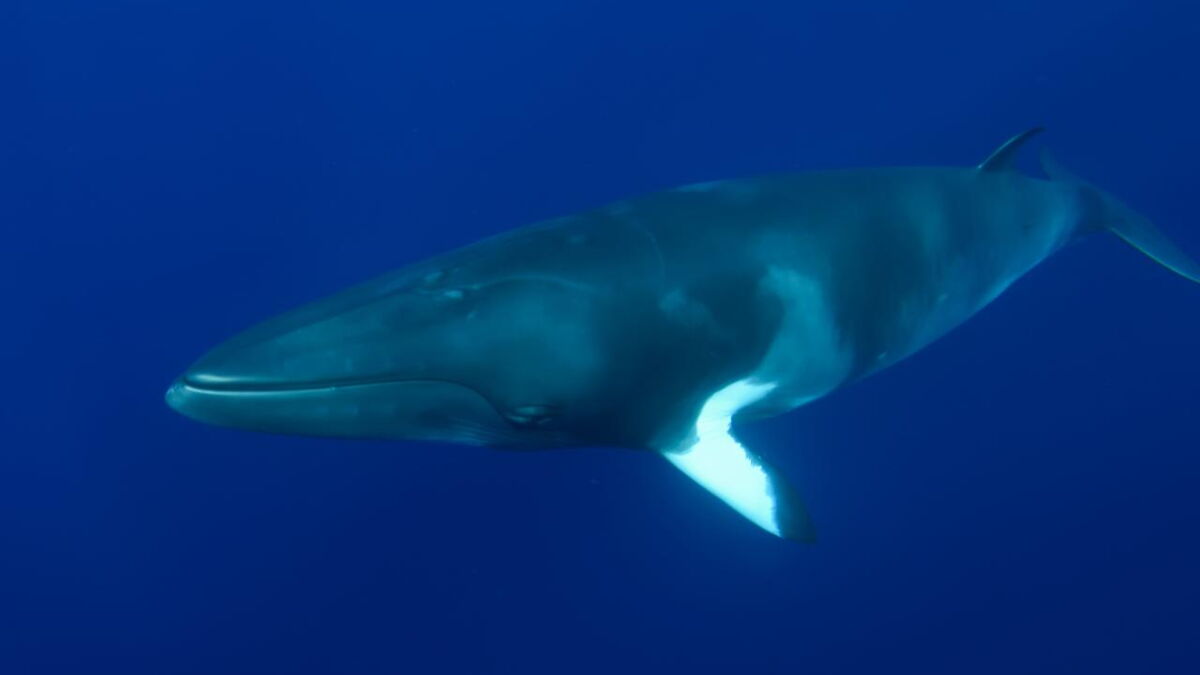 Rorqual : news, photos, vidéos