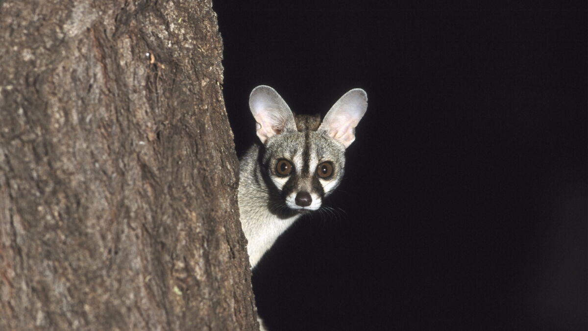 La genette, cet animal qui aurait pu remplacer votre chat