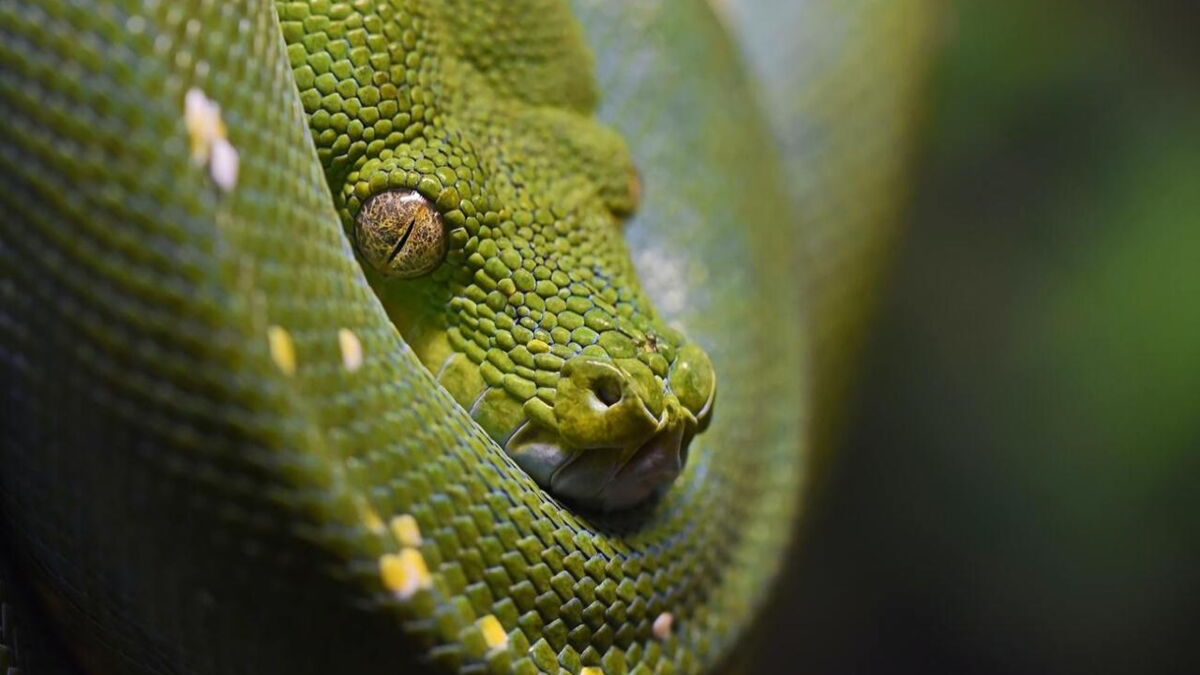 Une femme se fait dévorer par un python de 7 mètres en partant au travail