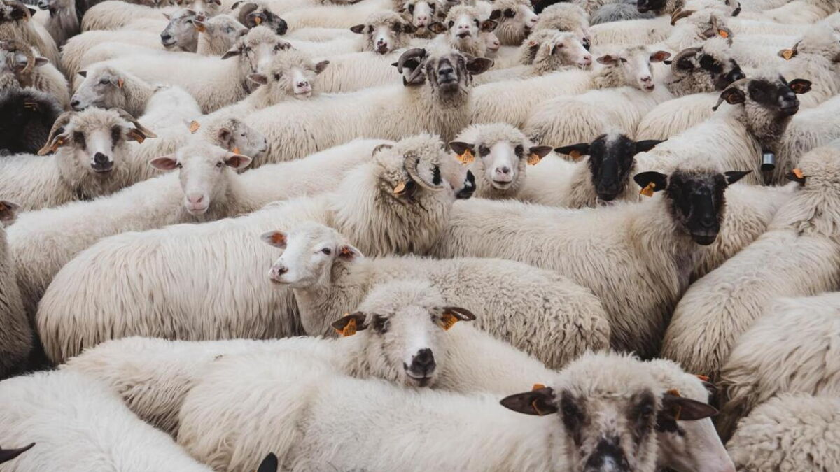 Mouton : news, photos, vidéos