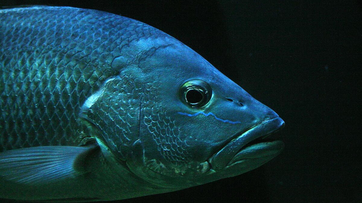 Un poisson “zombie” nage après s’être fait salement croquer (VIDÉO)