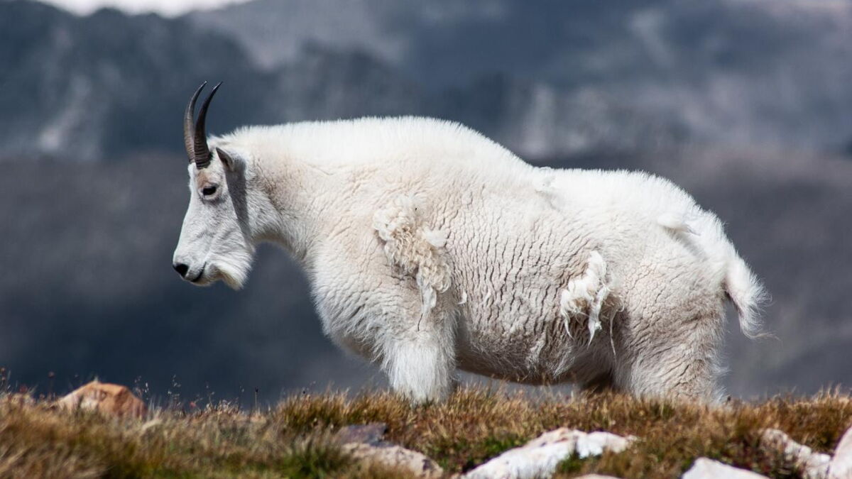 Chèvre : news, photos, vidéos