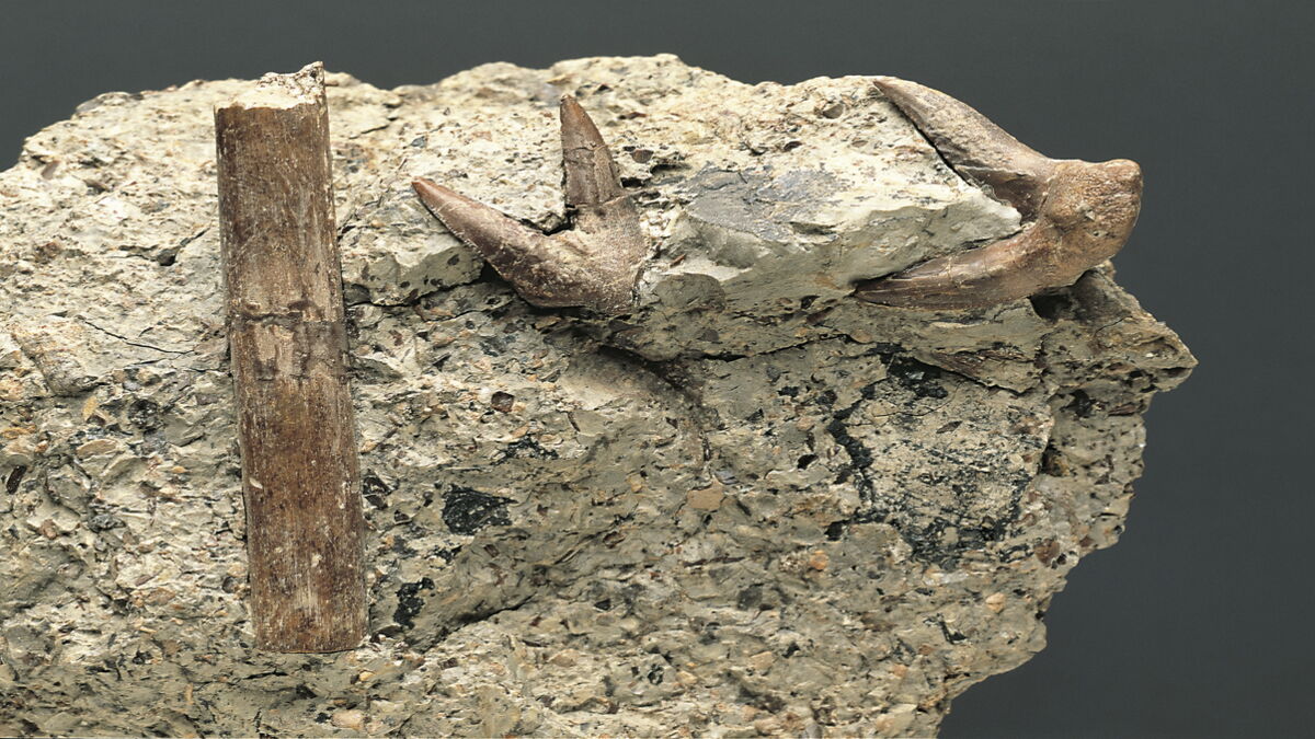 Fossile : news, photos, vidéos - Page 2