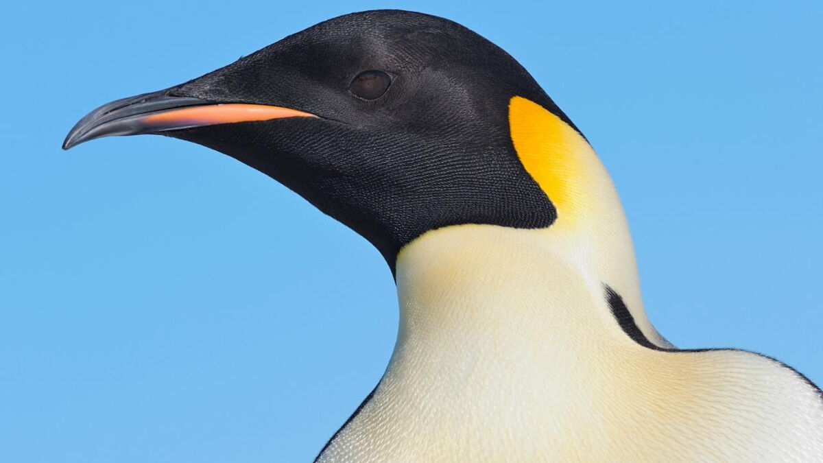 Pingouin : news, photos, vidéos