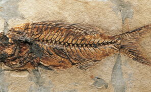 Sciences - De l'archéologie à l'astronomie, en passant par la physique ...