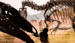 Sciences - De l'archéologie à l'astronomie, en passant par la physique ...