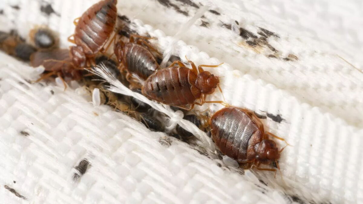 Marsupial : news, photos, vidéos