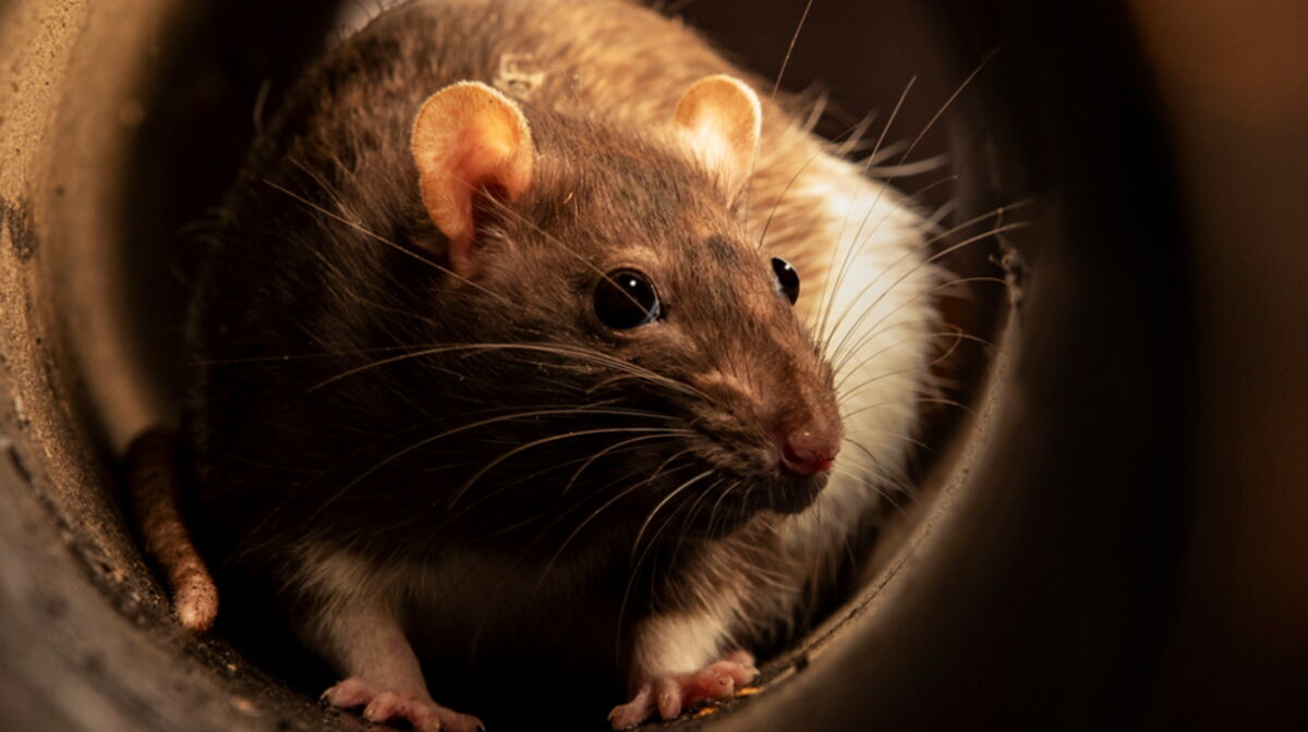 Rongeur : news, photos, vidéos