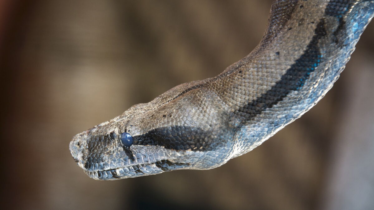 Boa : news, photos, vidéos