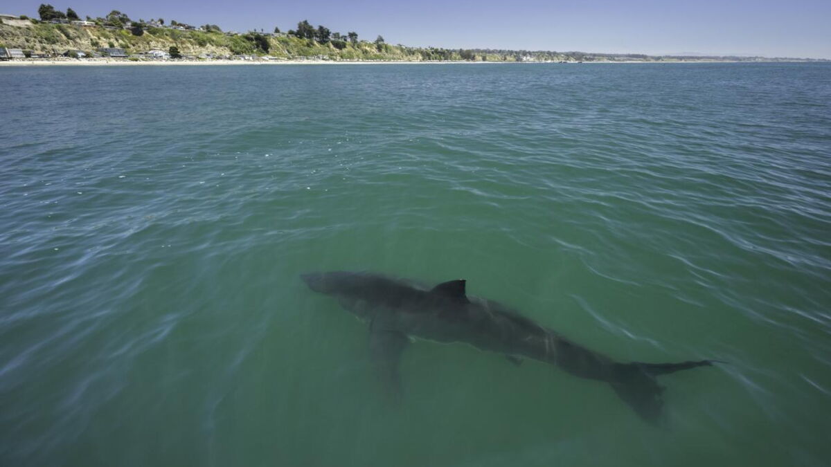 Etats-Unis : un surfeur gravement blessé suite à une morsure de requin