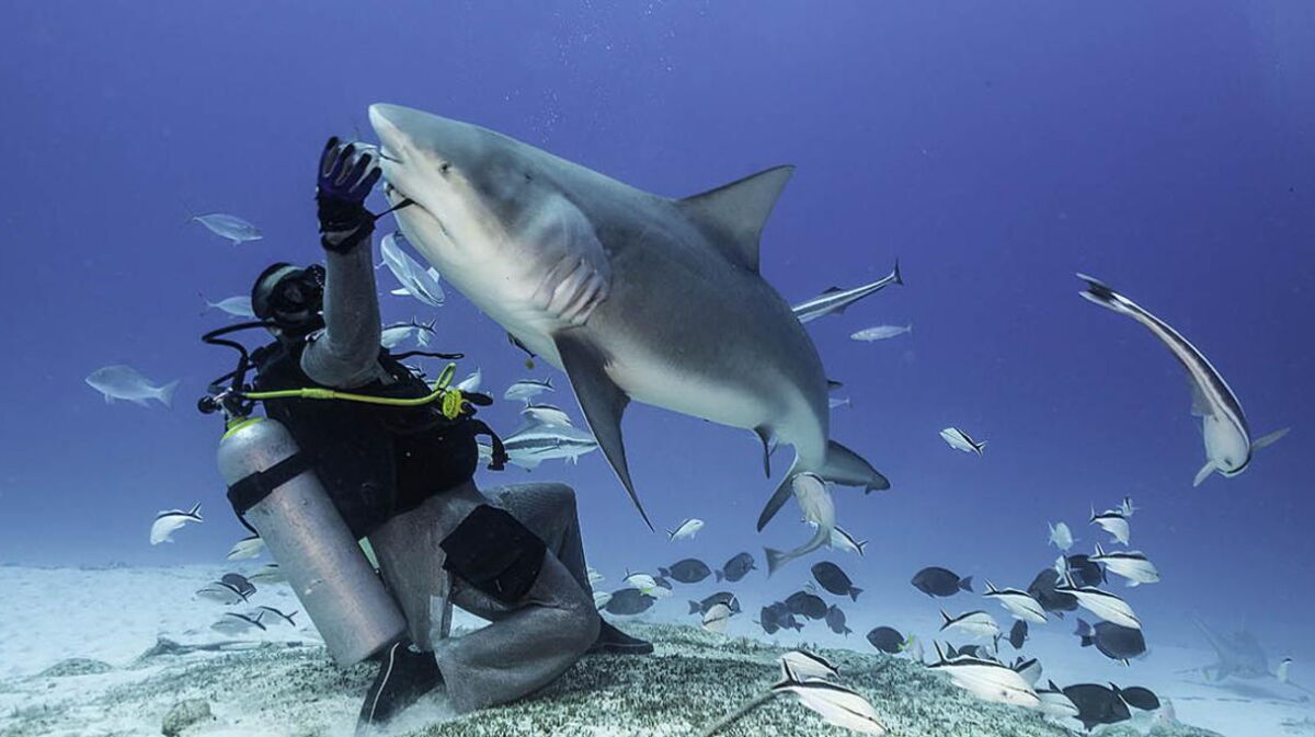 Insolite : un plongeur photographie un énorme requin-bouledogue de très ...