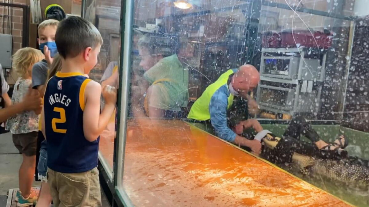 États-Unis : un alligator attaque sa soigneuse, un père de famille ...