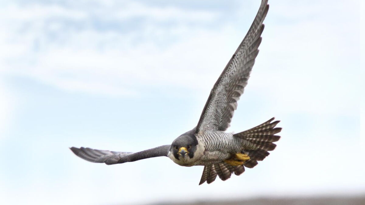 10 animaux parmi les plus rapides au monde